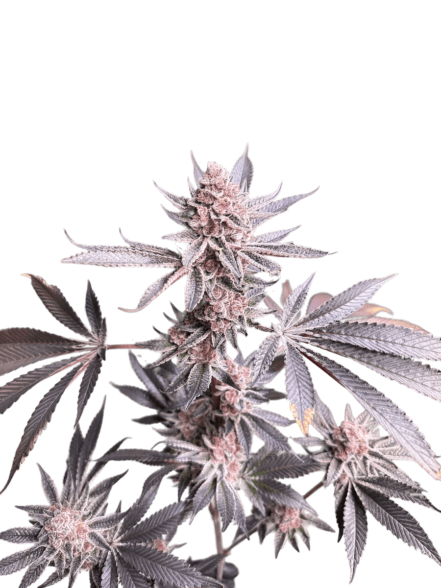 Super Buff Cherry #26 – Prime Cuts